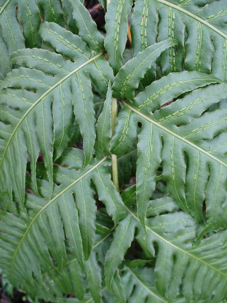 Woodwardia radicans – The European Chain Fern – Off The Edge Gardening
