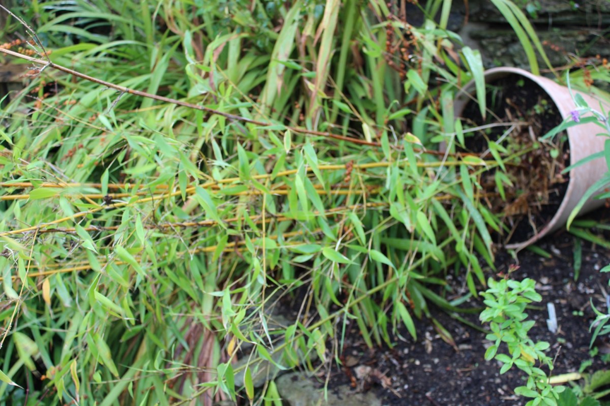 Six on Saturday – Static – Off The Edge Gardening